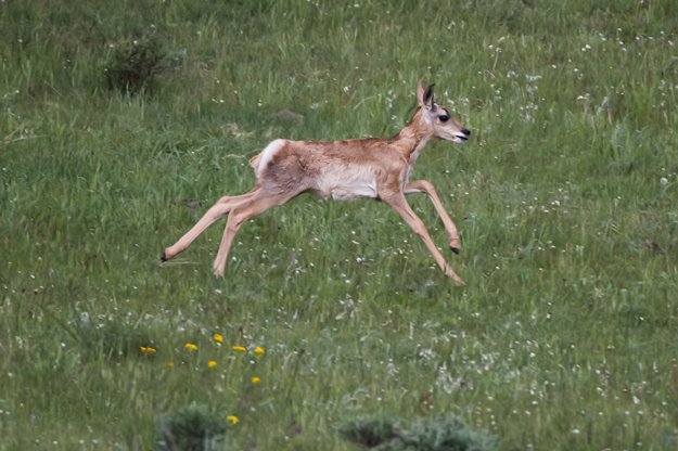 Pronghorn fawn bounding. : r/fawns