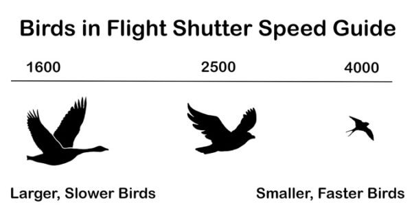 Top Tips and Settings for Birds in Flight Photography using Olympus OM ...